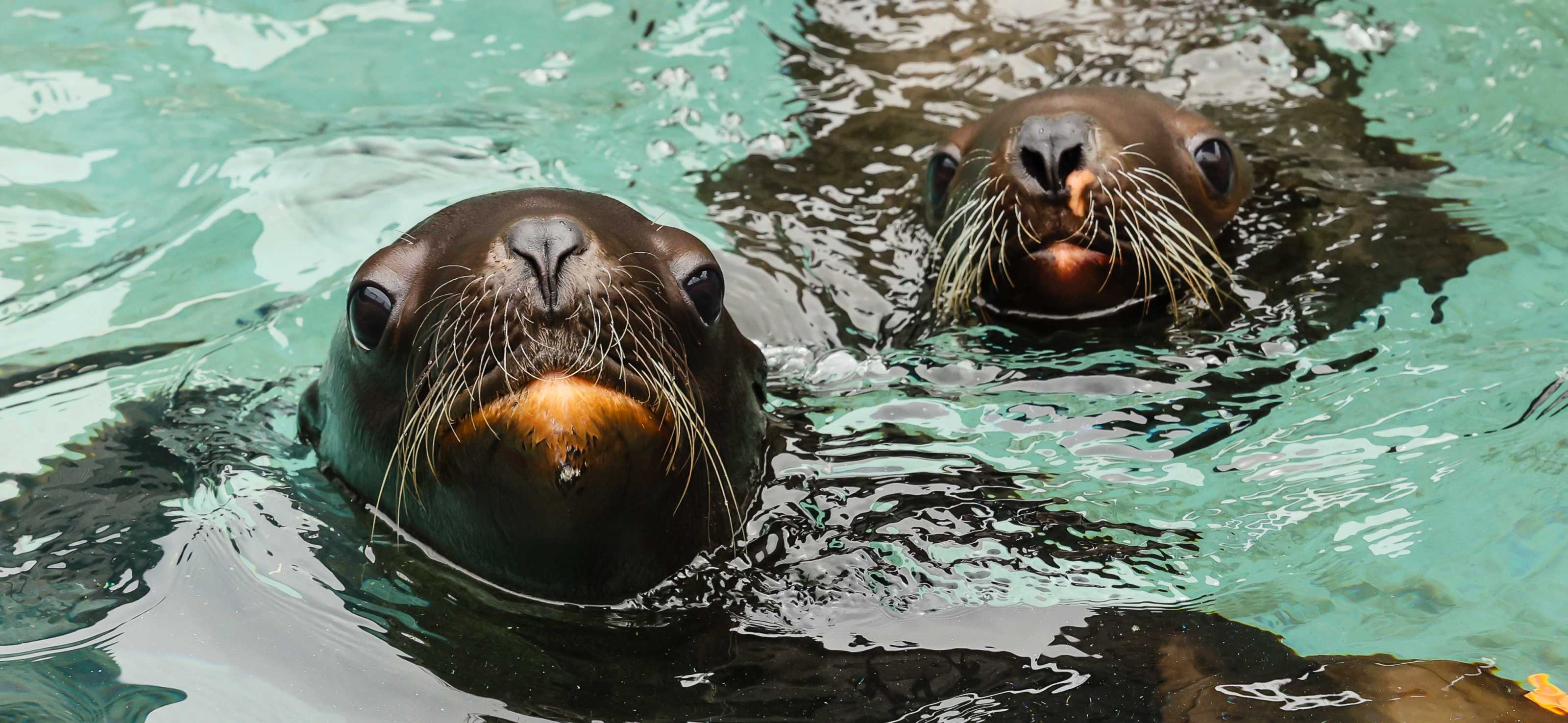 Seal vs. Sea Lion: Your Guide to Knowing the Difference | The Marine ...