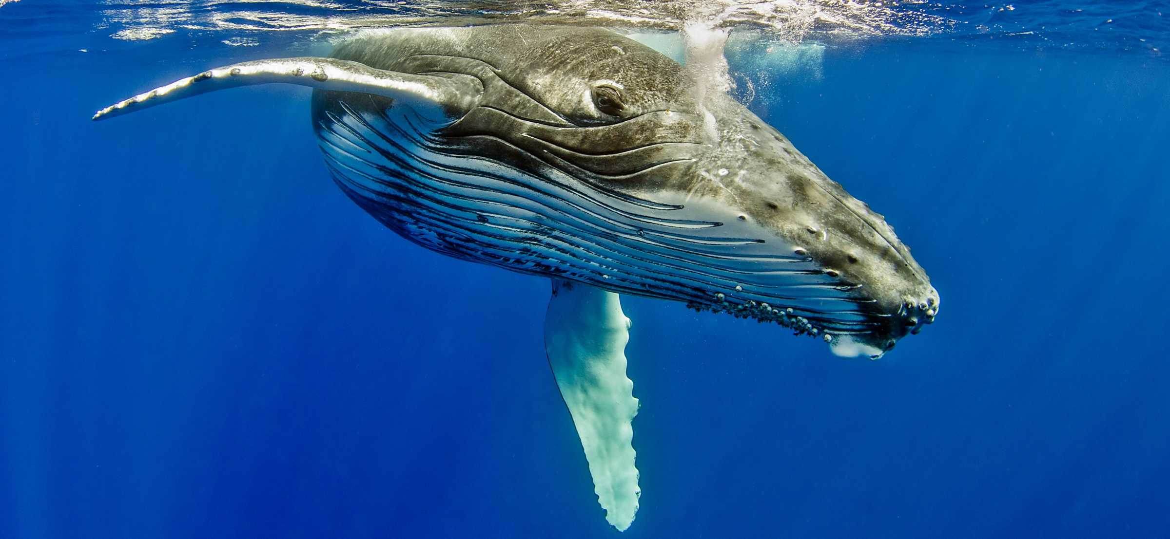 Humpback Whale | The Marine Mammal Center