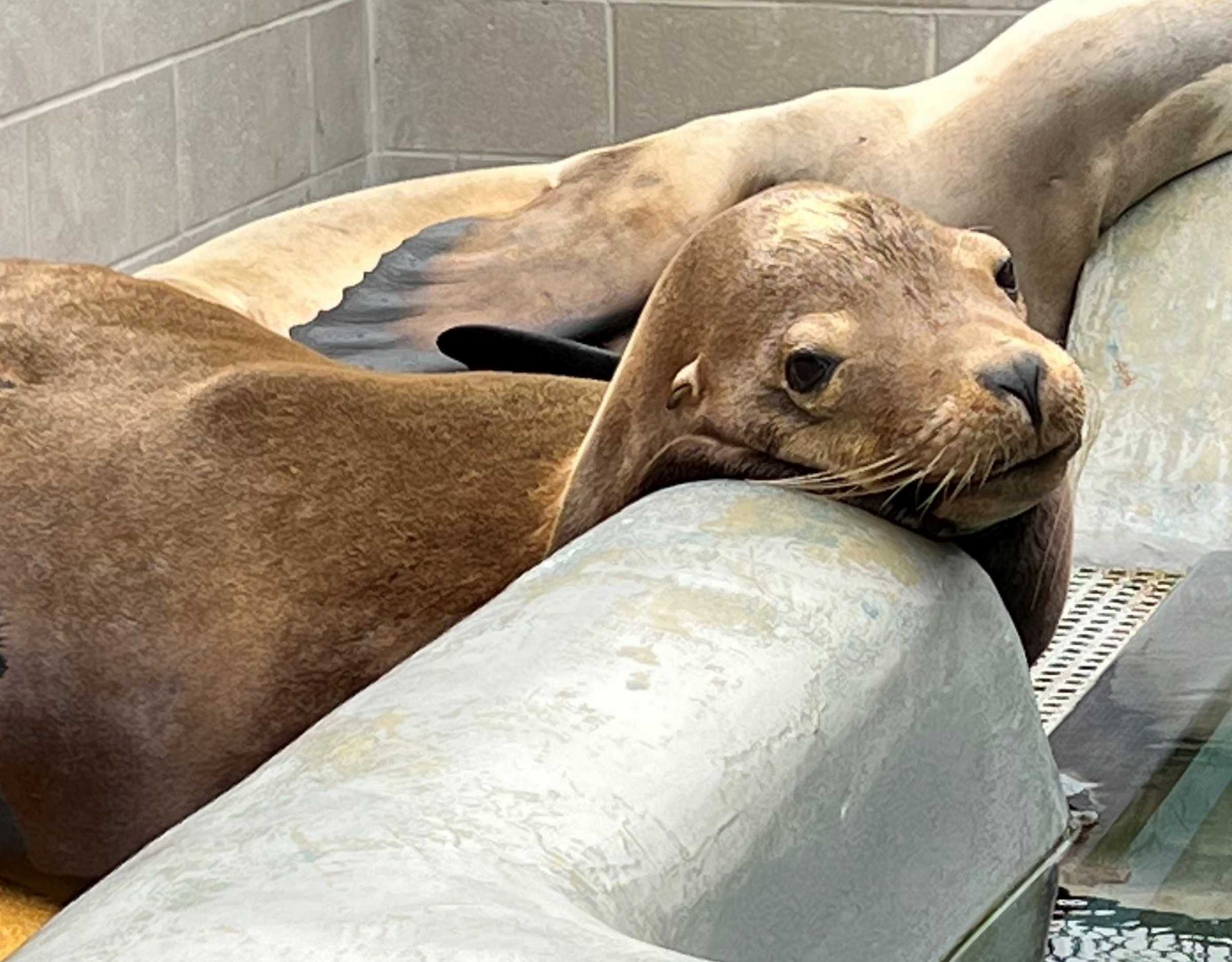 Augustus | The Marine Mammal Center