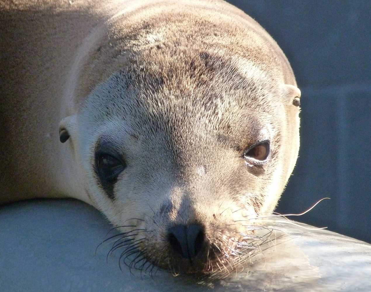 Lark | The Marine Mammal Center