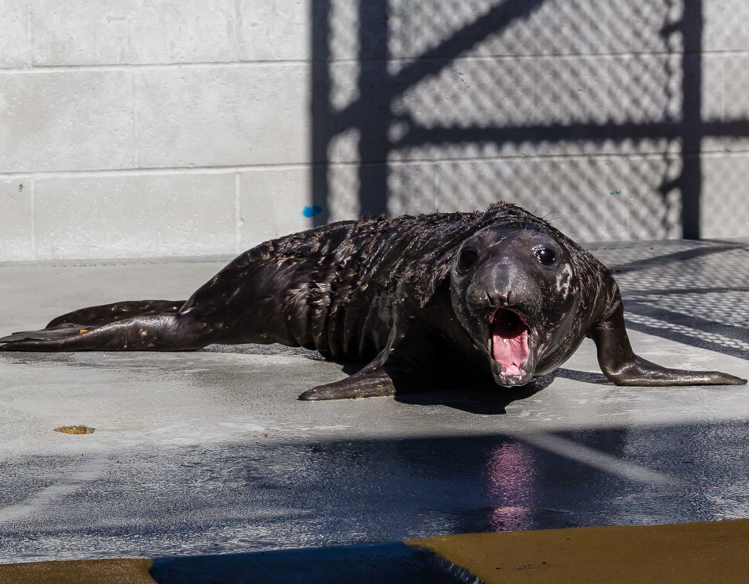Fish School | The Marine Mammal Center