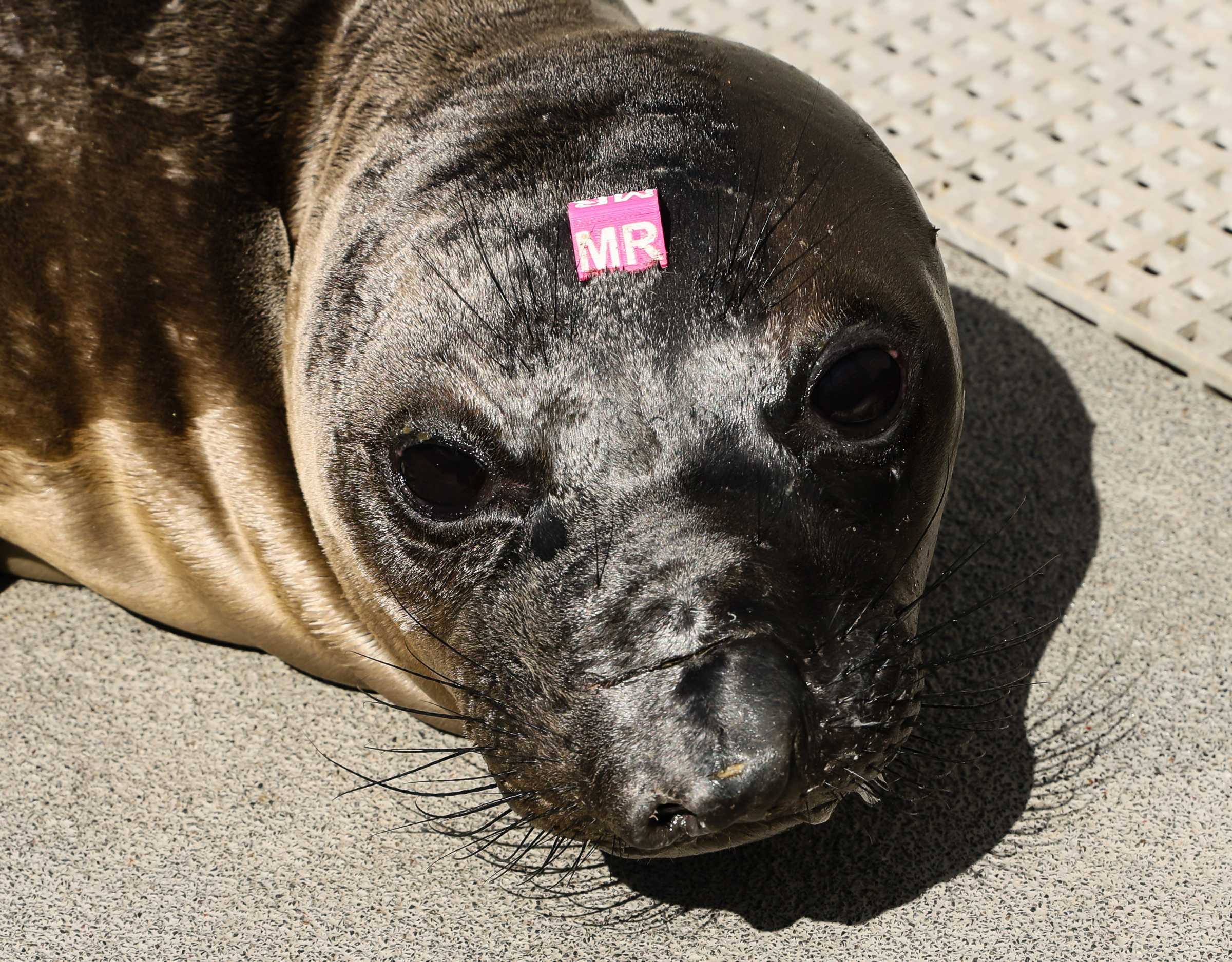 Loggerhead | The Marine Mammal Center