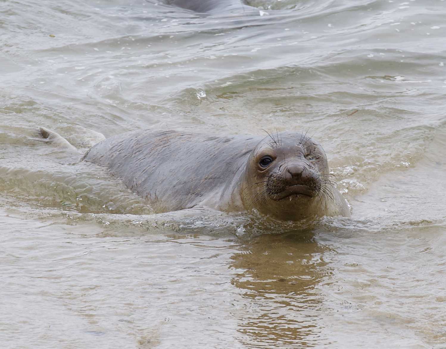 Adaptations of the Deep: Seal Whiskers and Eyes | The Marine Mammal Center