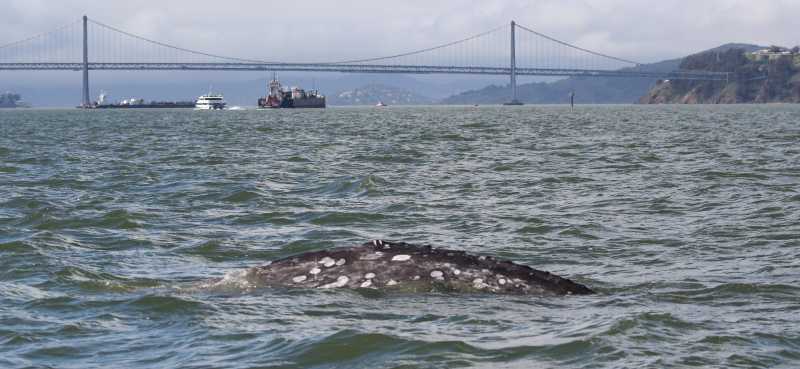 Meet the Whales | The Marine Mammal Center