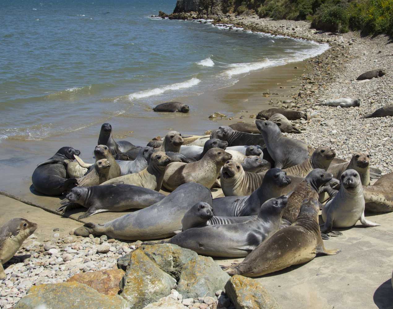 New York Times: How California's Elephant Seals Made a Remarkable ...