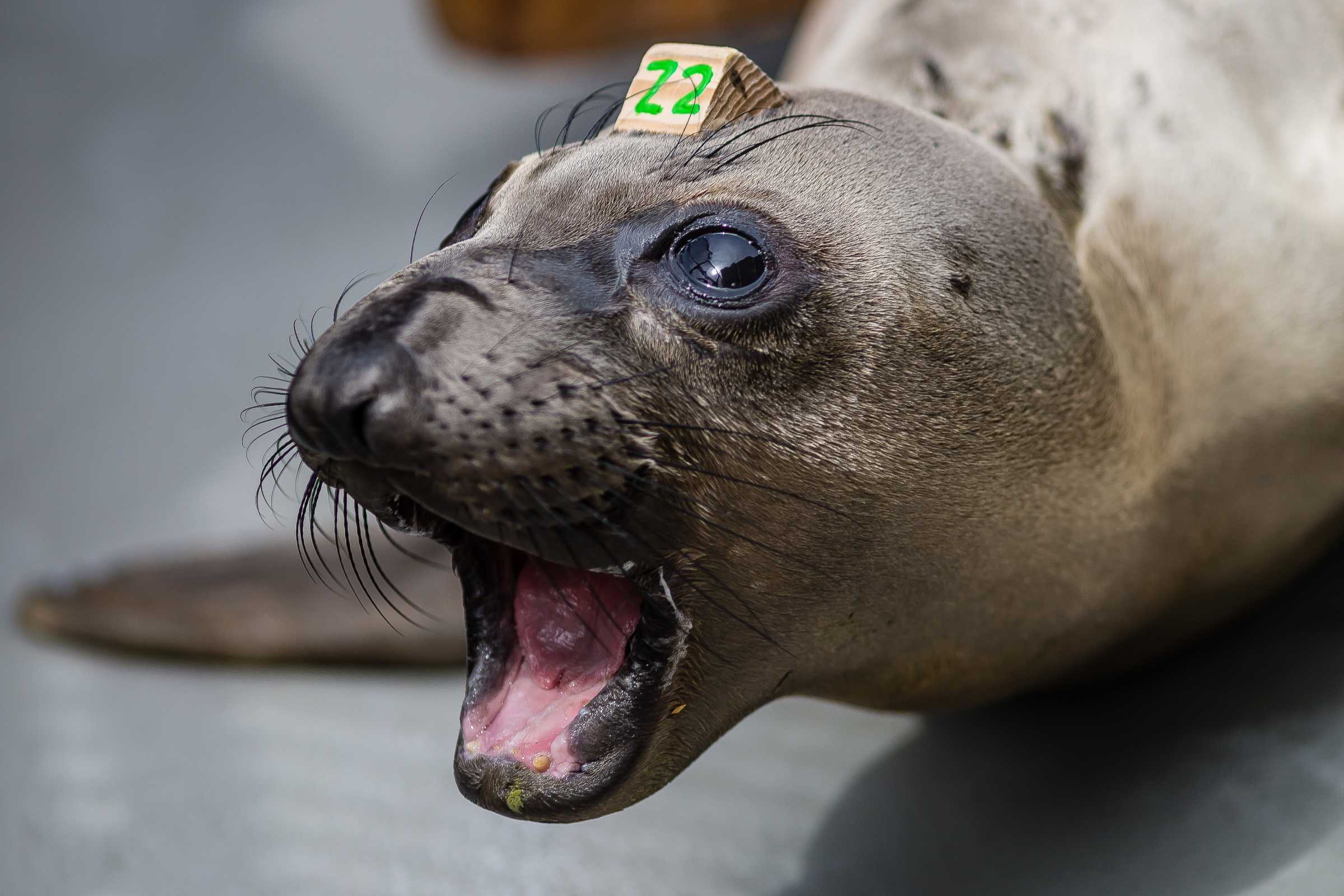 Treatment of Canine Tooth Fractures in the Northern Elephant Seal ...