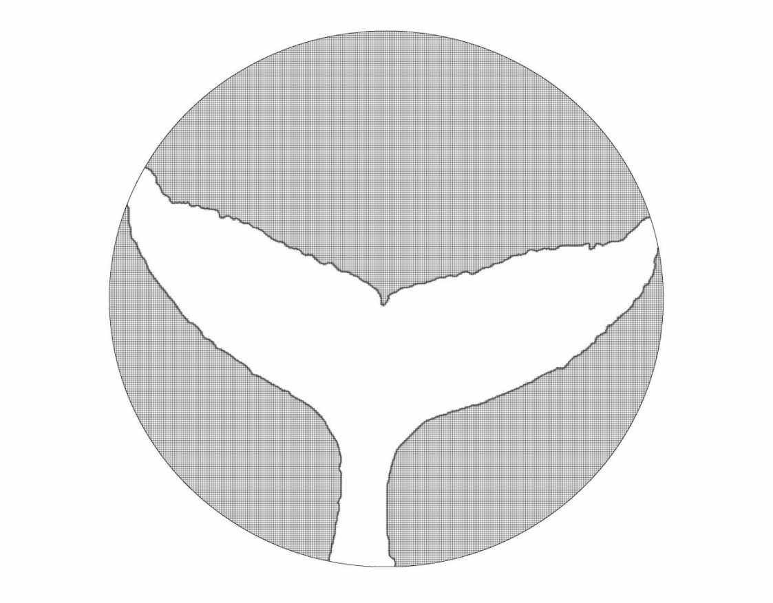 Pumpkin-Carving Stencils | The Marine Mammal Center