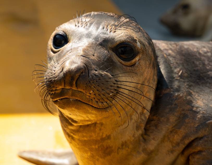 Macabee | The Marine Mammal Center