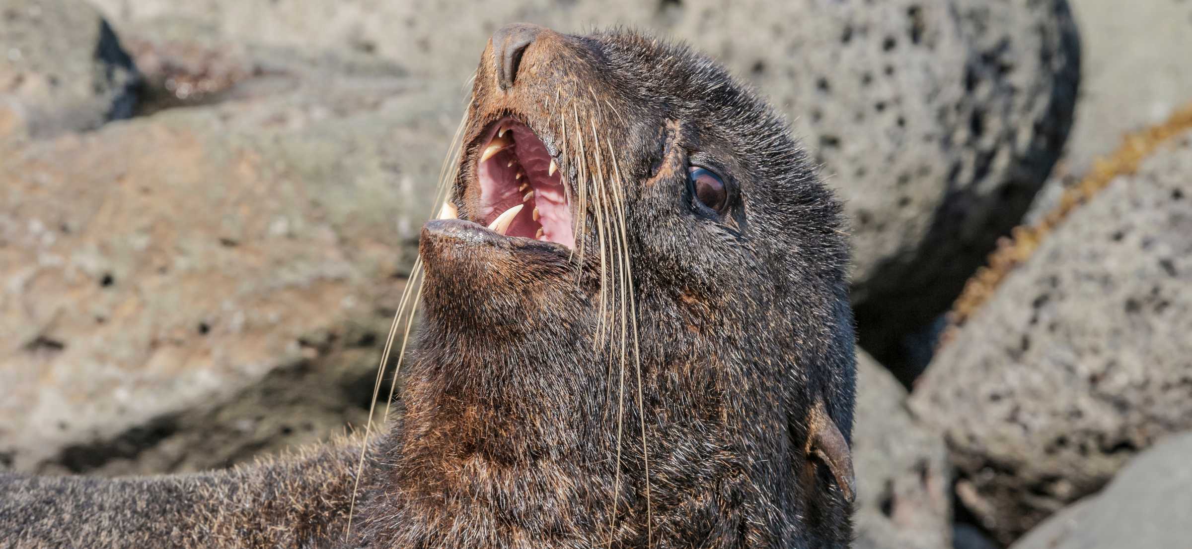 Pinnipeds | The Marine Mammal Center