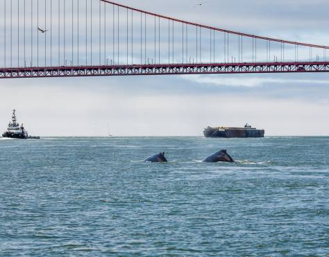 Your Visual Guide to Whale Breaching, Lunge Feeding and Other Behaviors ...