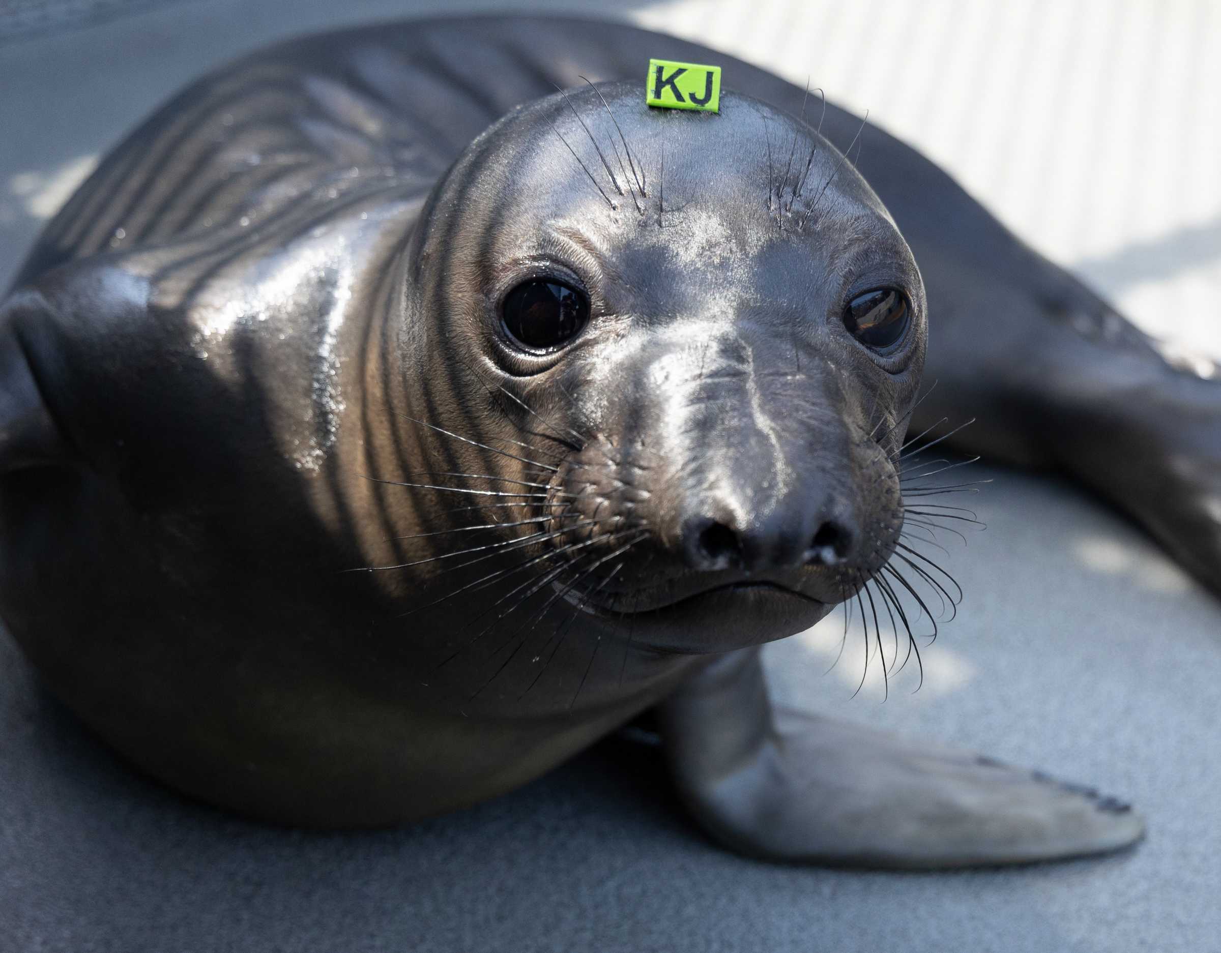 Stroppy | The Marine Mammal Center