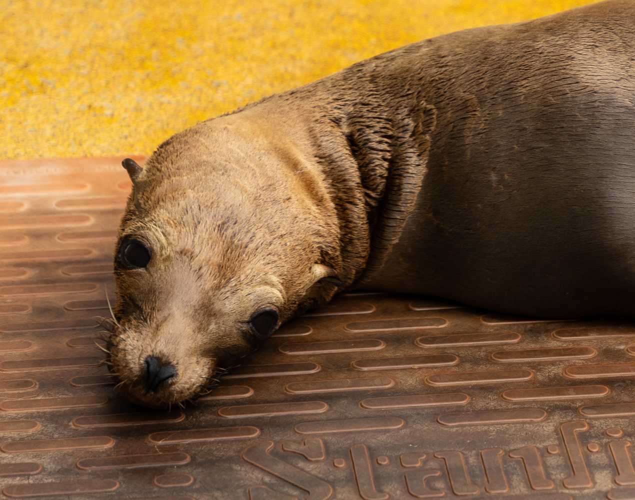 Royce | The Marine Mammal Center