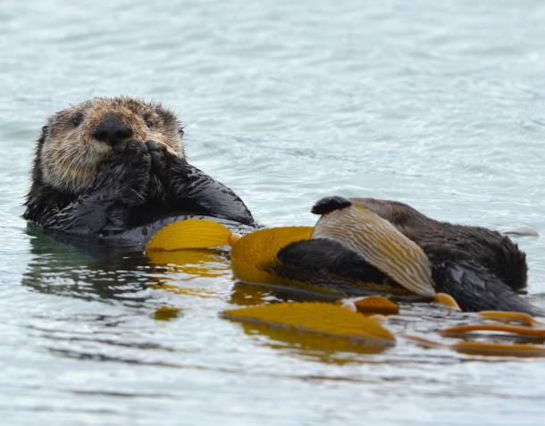 Why Should We Talk About Climate Change? | The Marine Mammal Center