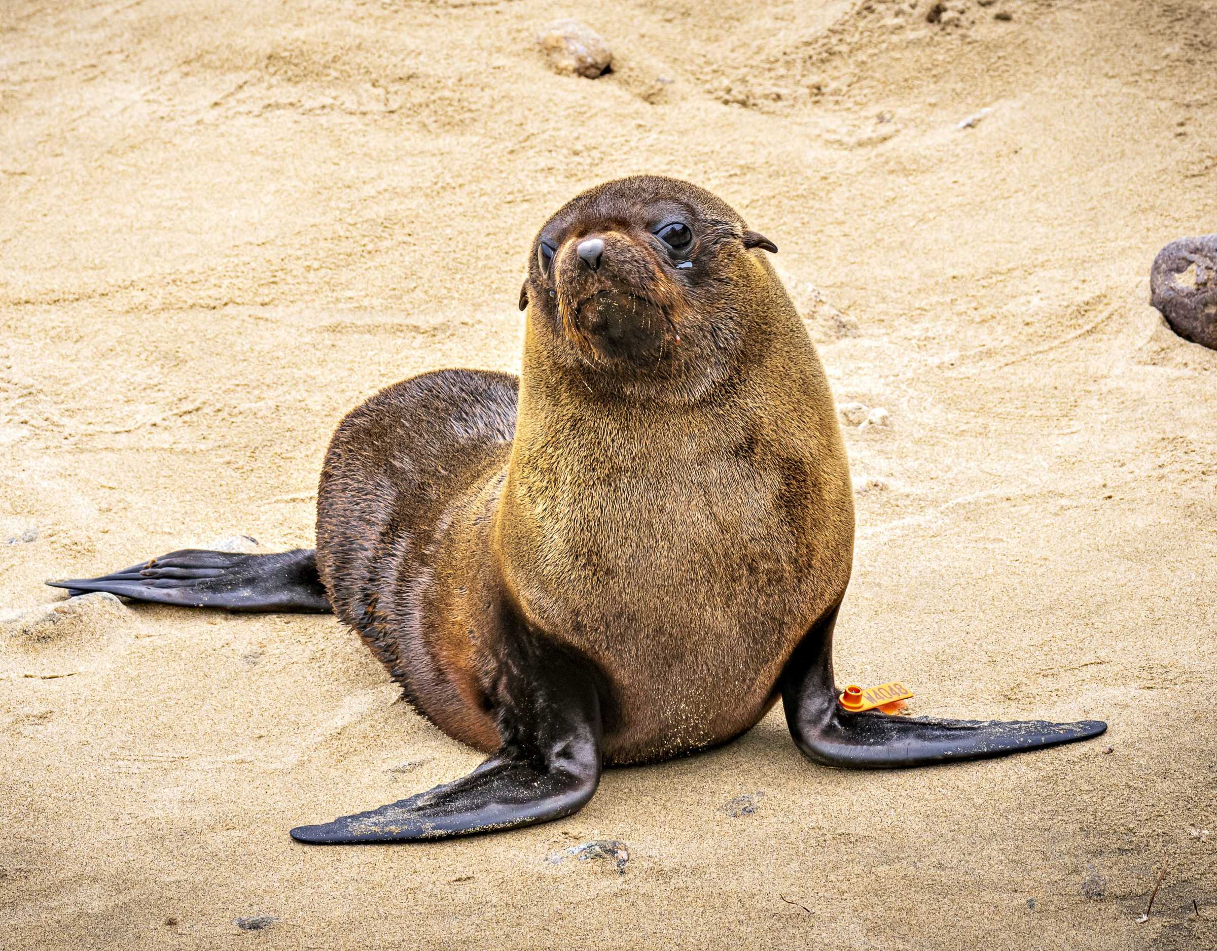 Ecology and Conservation of Pinnipeds in Latin America: Guadalupe Fur ...