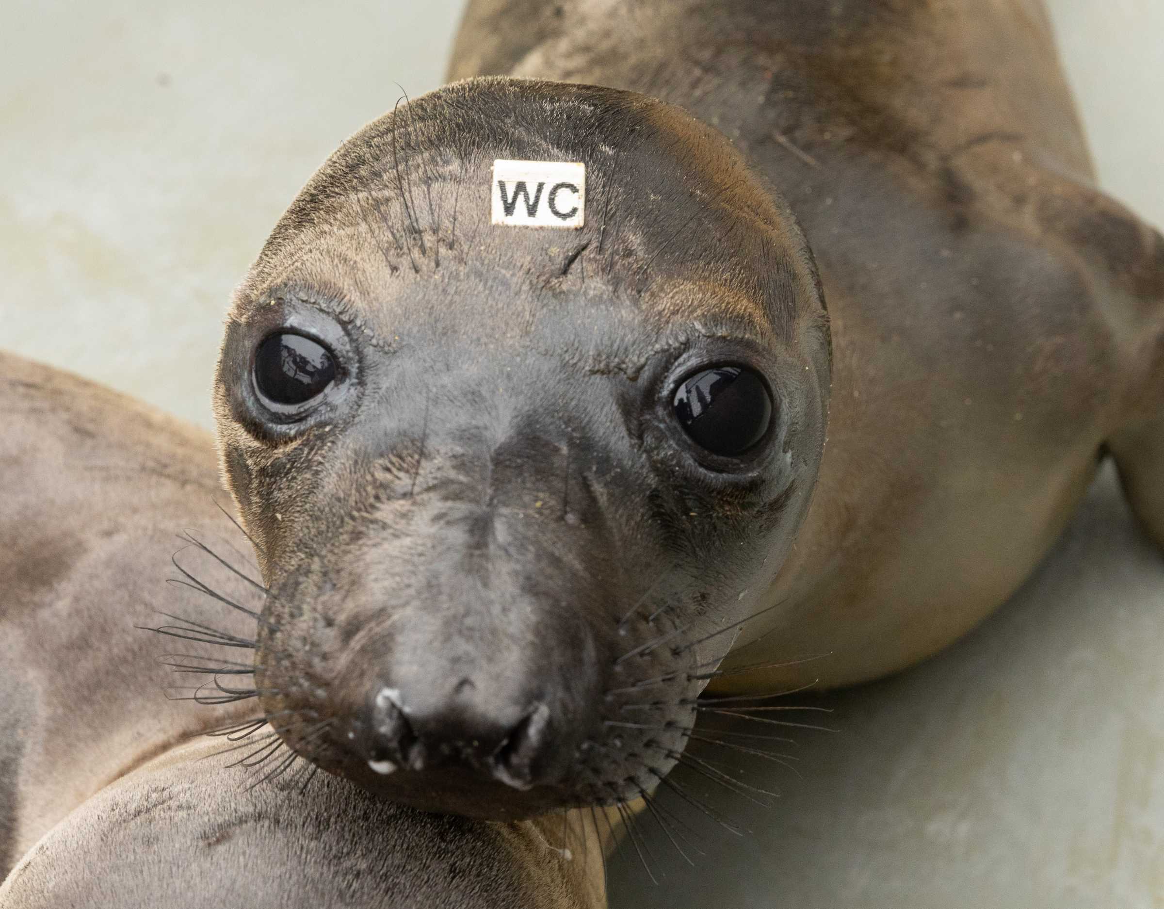 Manicotti | The Marine Mammal Center