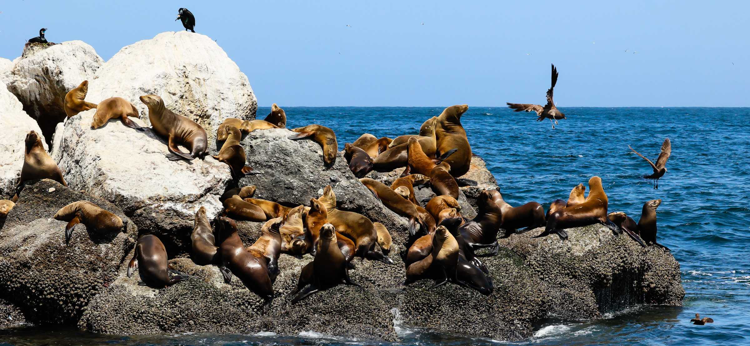 Seal vs. Sea Lion: Your Guide to Knowing the Difference | The Marine ...