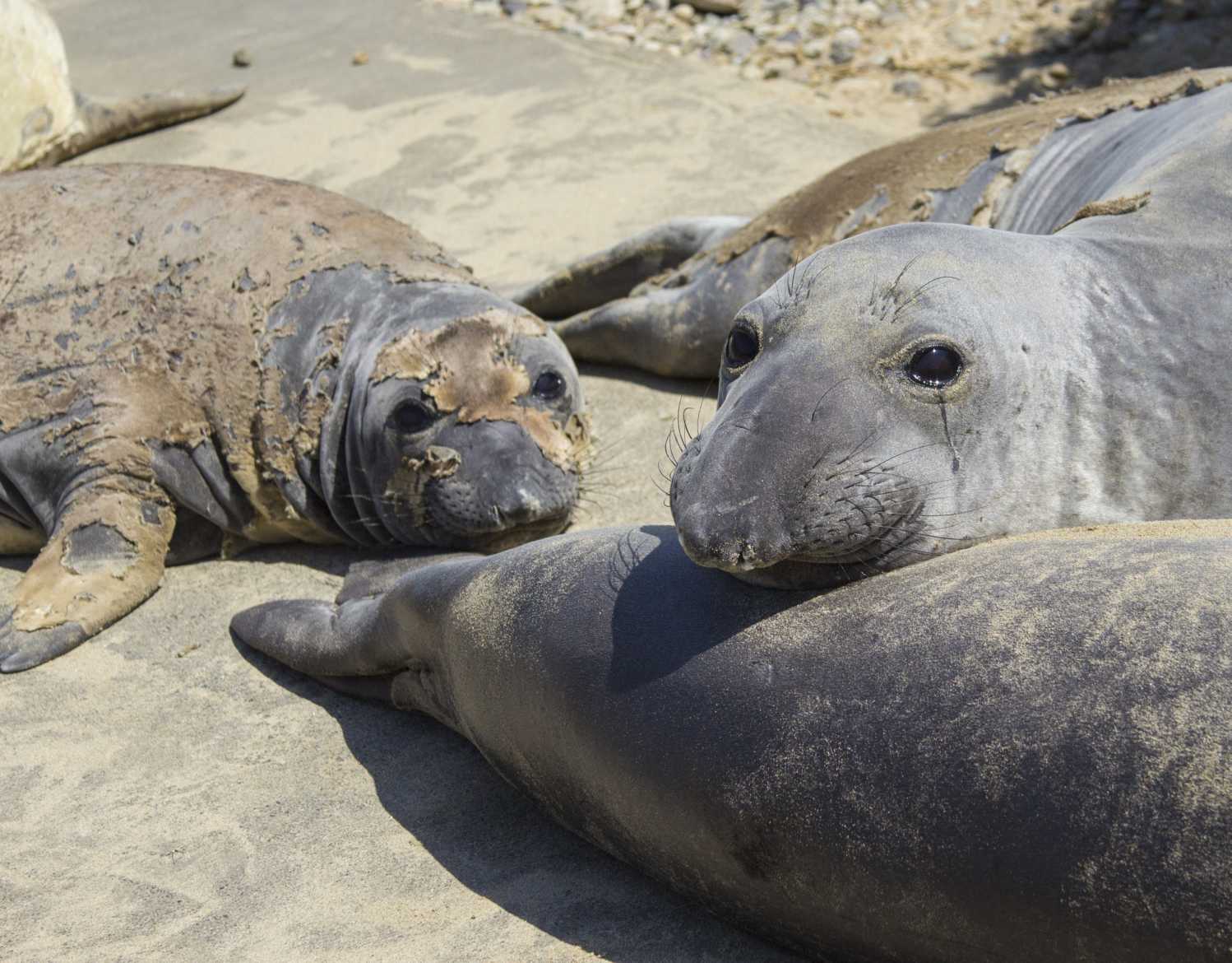 When and Where to See Elephant Seals in California (and Livestream ...