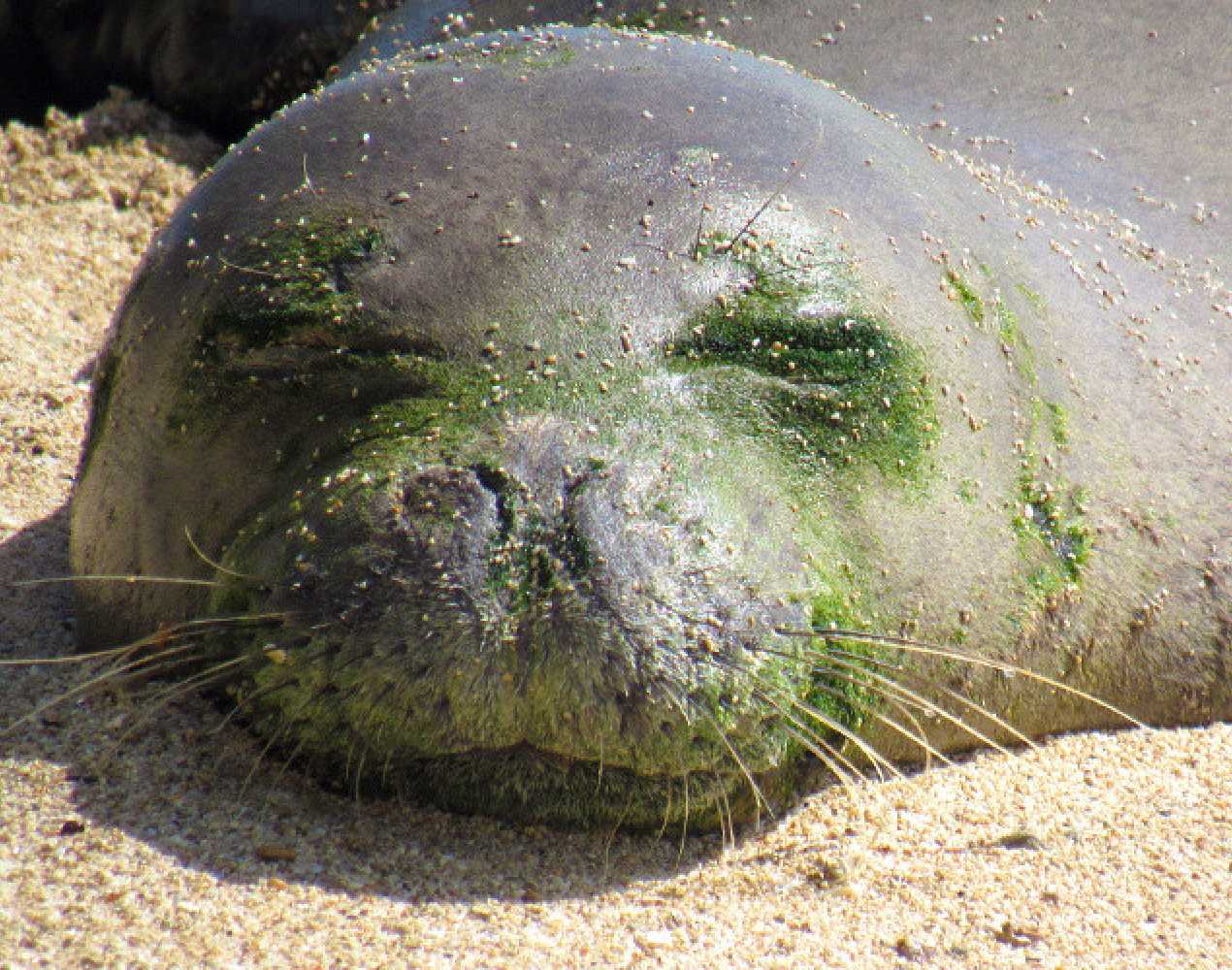 Endangered Hawaiian Monk Seal Battling Toxoplasmosis | The Marine ...