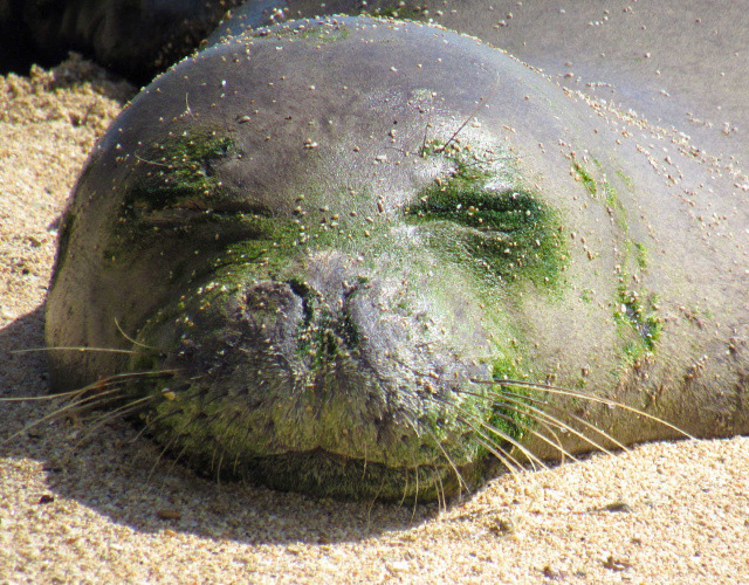 Endangered Hawaiian Monk Seal Battling Toxoplasmosis | The Marine ...