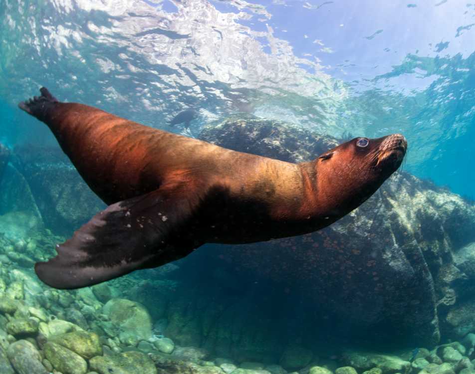 How Fast Can Sea Lions Swim? And Other Sea Lion Trivia | The Marine ...
