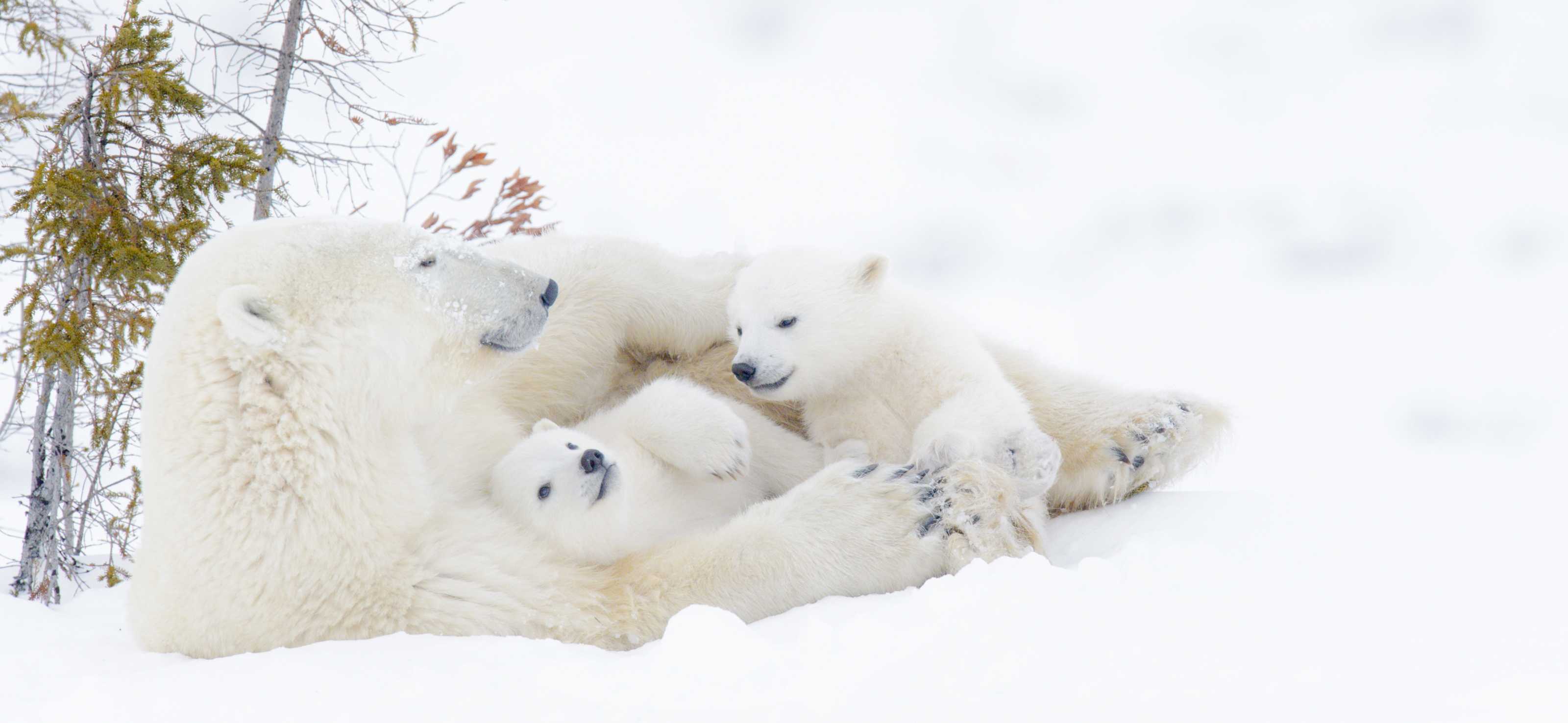 Polar Bears | The Marine Mammal Center