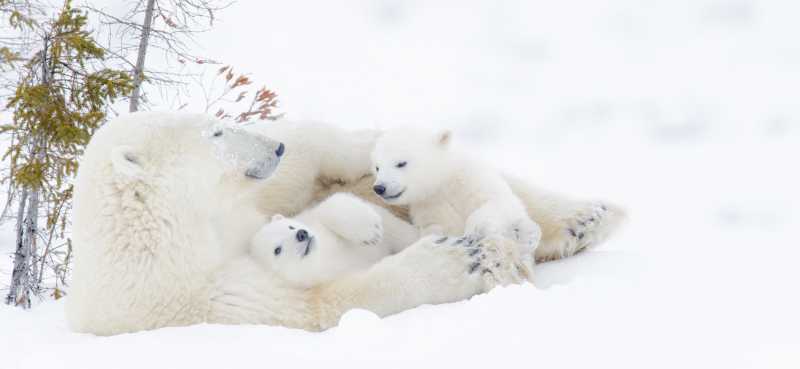Polar Bears | The Marine Mammal Center