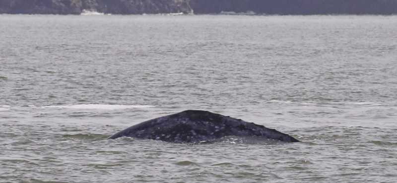 How To See the Gray Whale Migration and Help Save a Life | The Marine ...