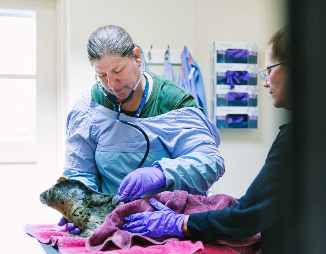 Pupping Season Spotlight: Caring for an Orphaned Harbor Seal Pup | The ...