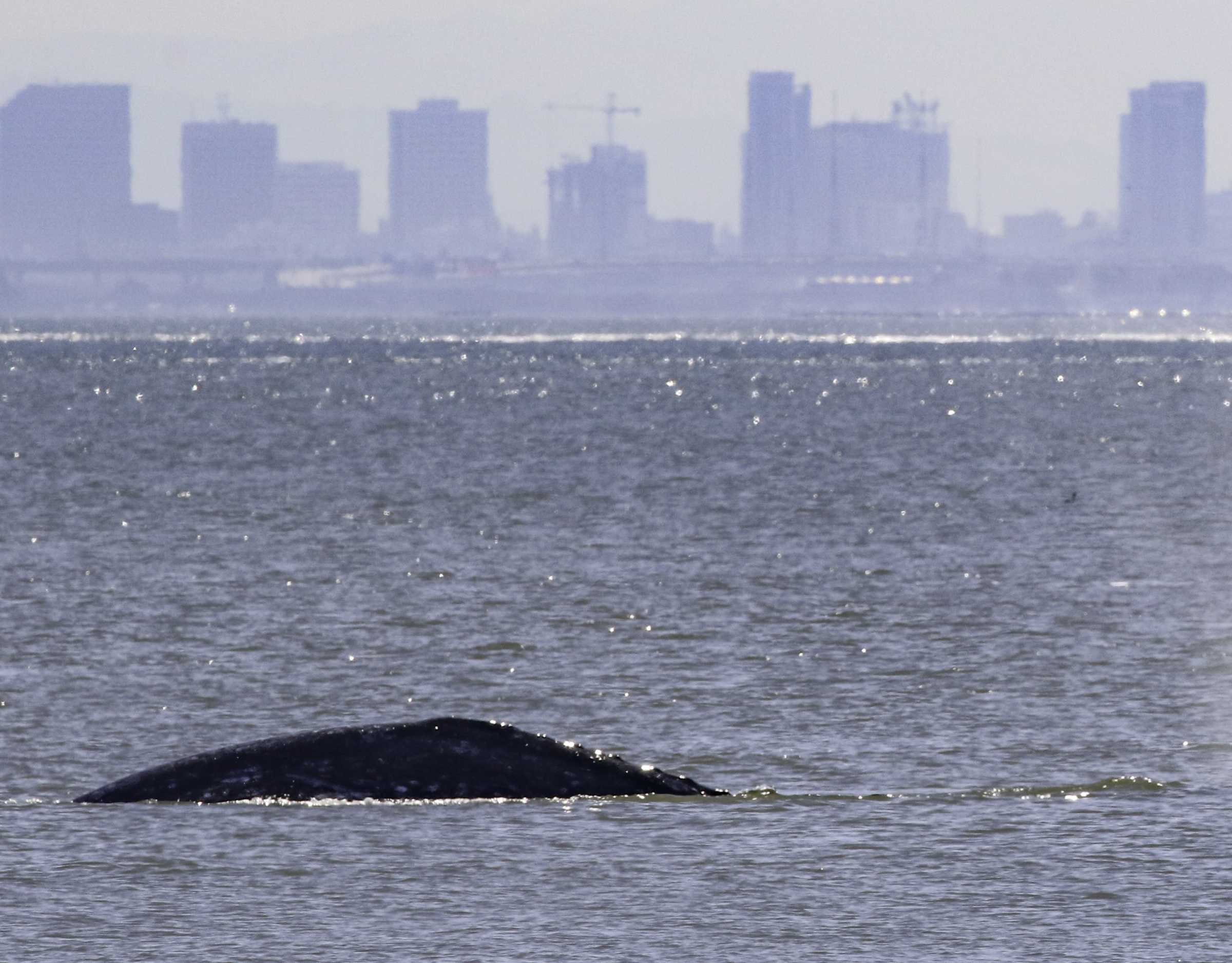 Ship Strike Confirmed as Cause of Death for Two Gray Whale Strandings ...