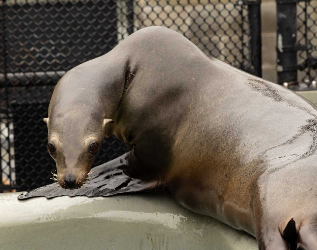 Fuzzy Rock (restrand) | The Marine Mammal Center