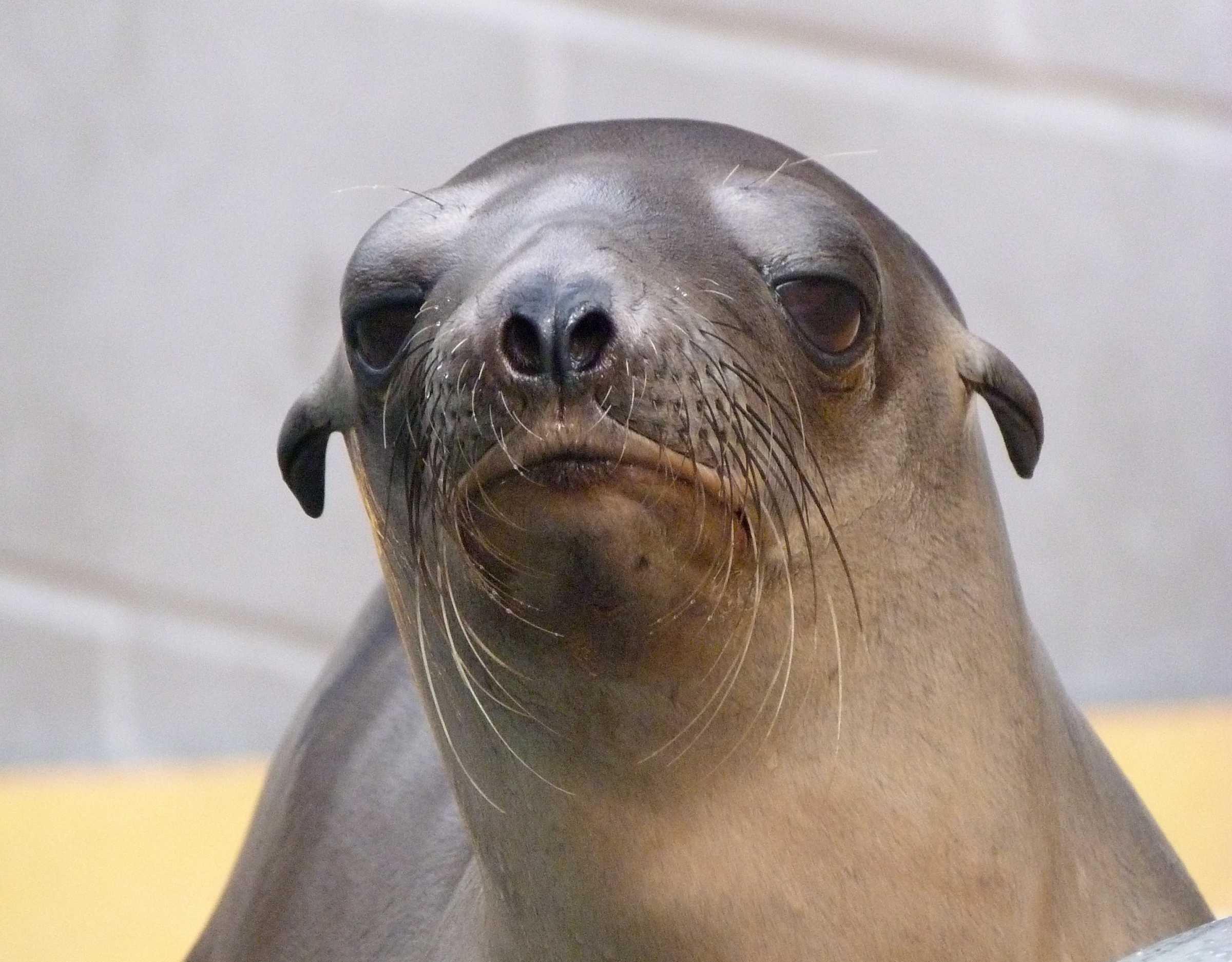 Scamper | The Marine Mammal Center