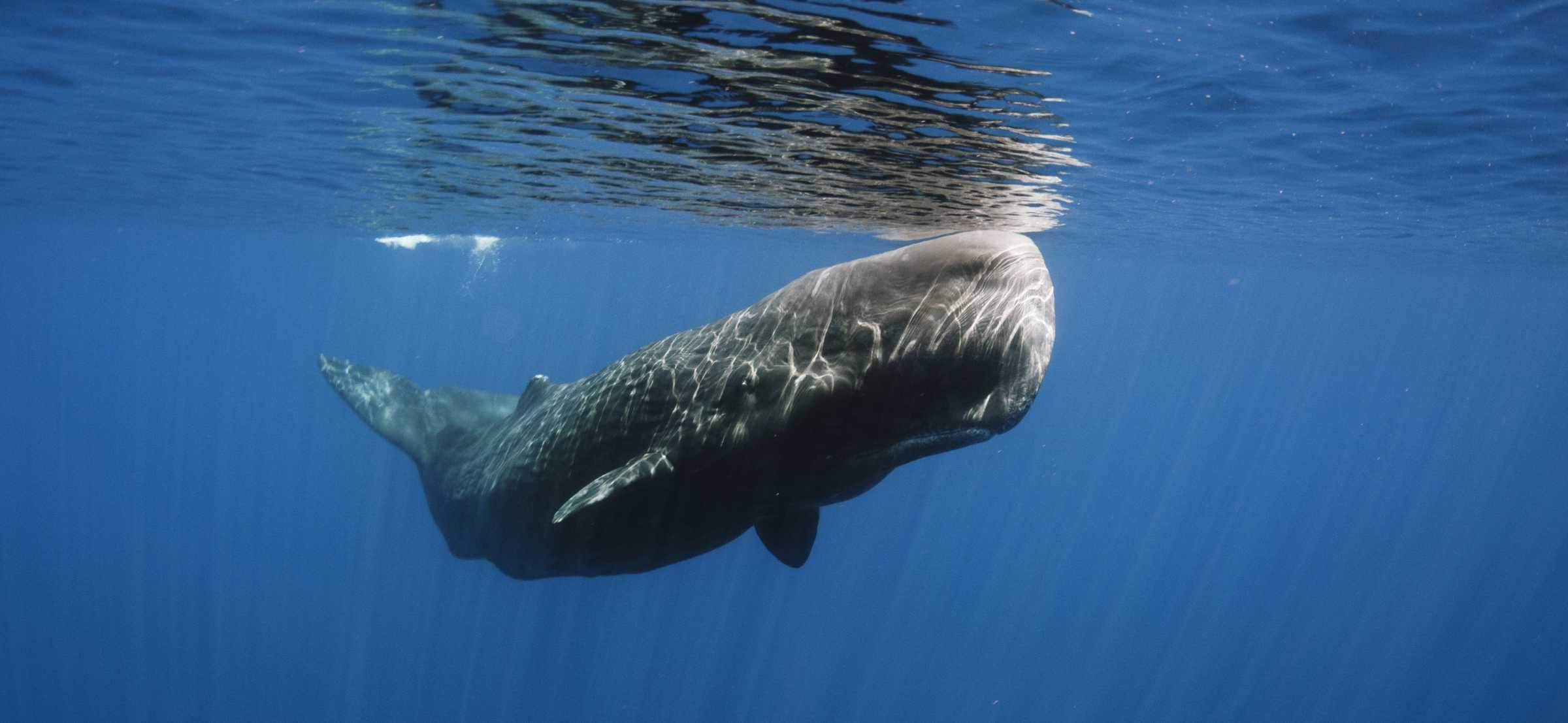 Sperm Whale | The Marine Mammal Center