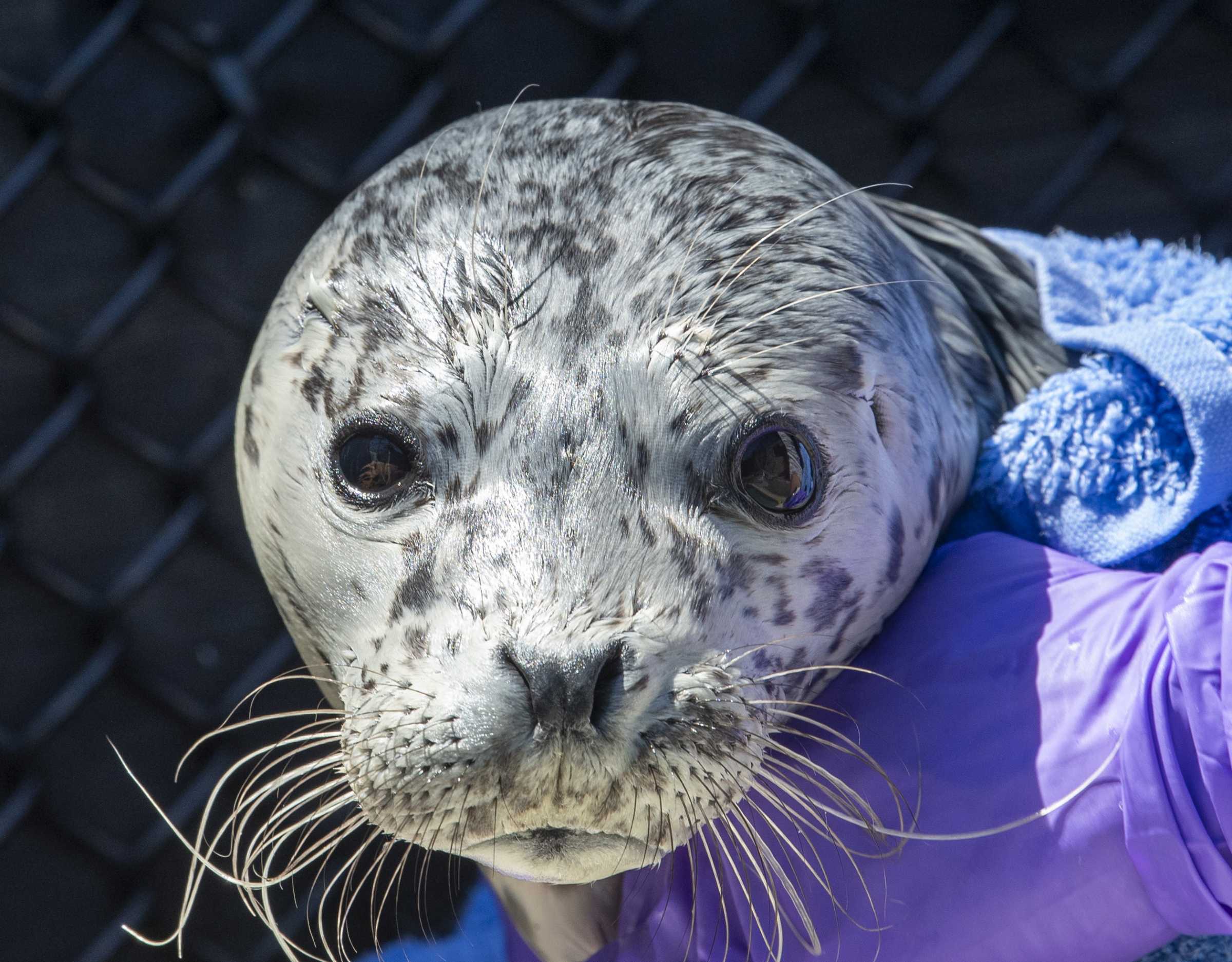 Anchorage | The Marine Mammal Center