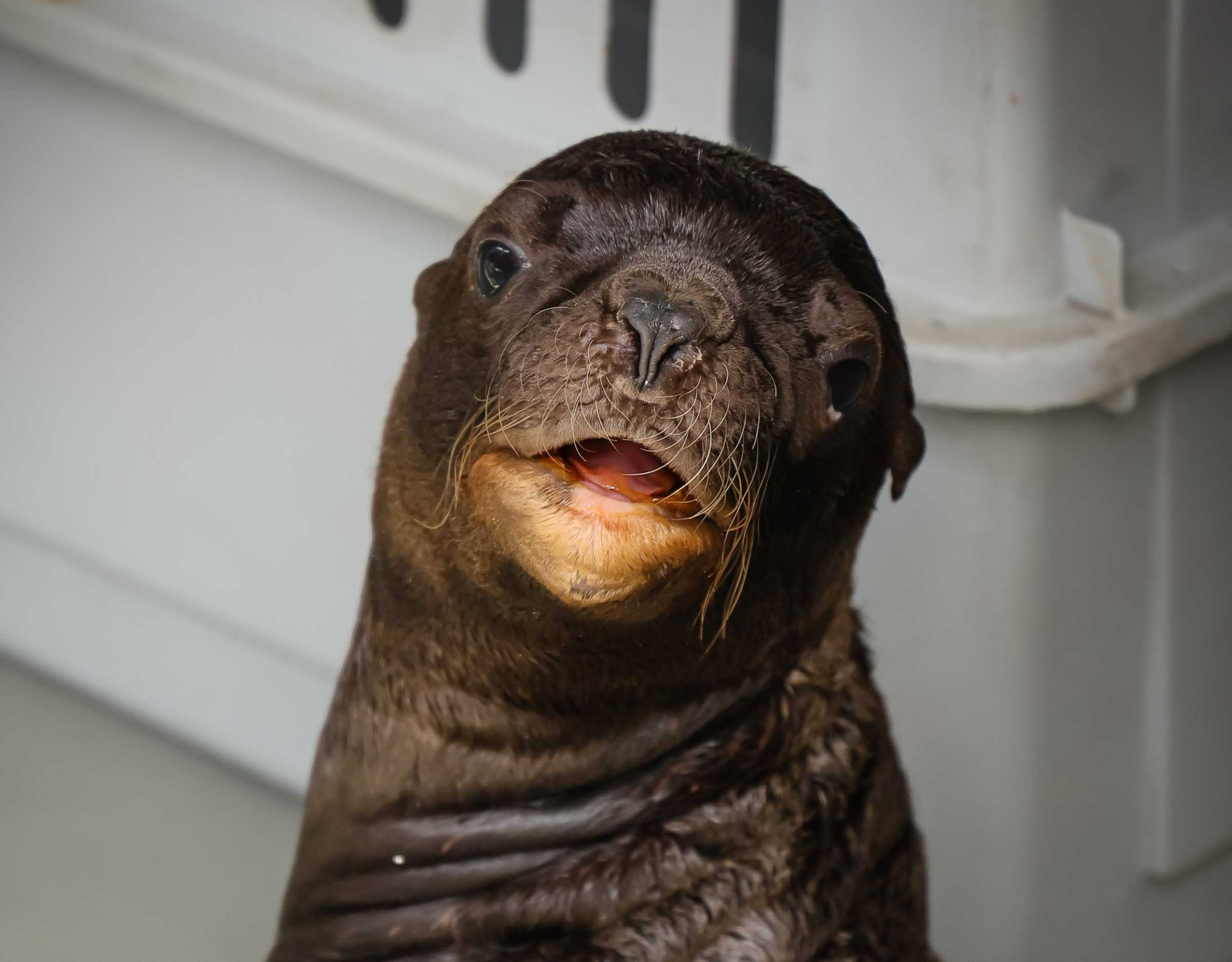 Field Anesthesia of Juvenile Steller Sea Lions Using Inhalation ...