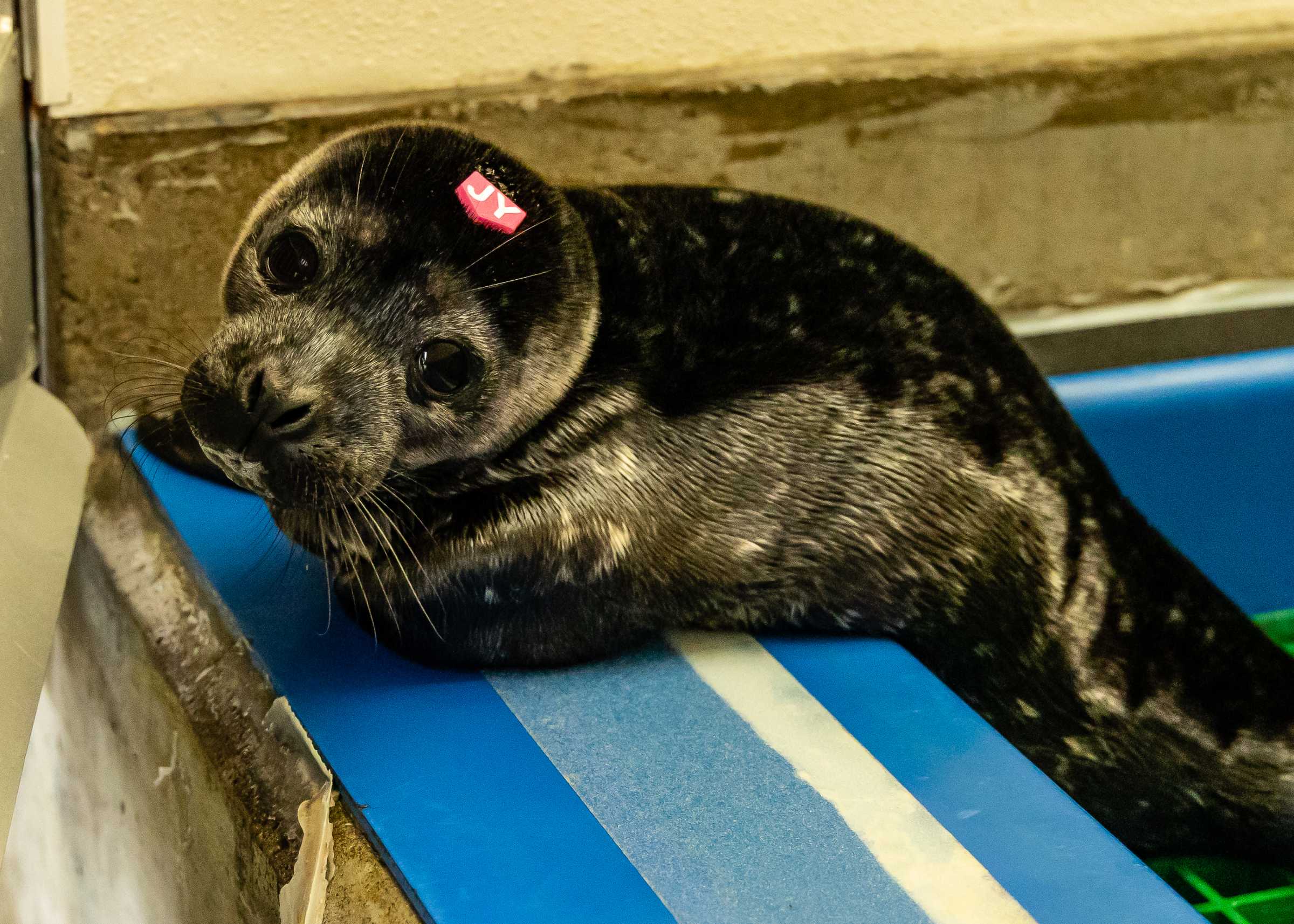 Safe Wildlife Viewing | The Marine Mammal Center