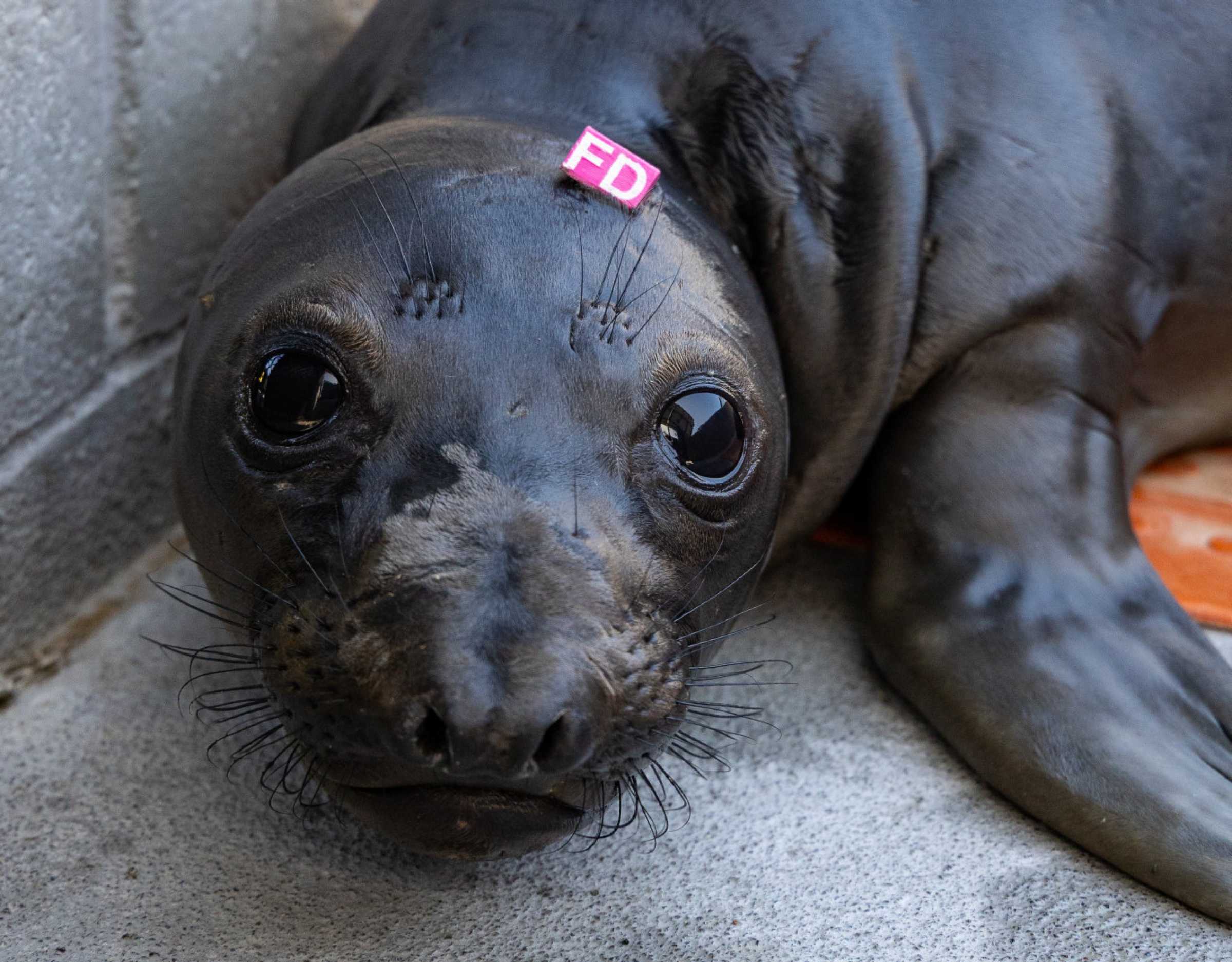 Elcap | The Marine Mammal Center