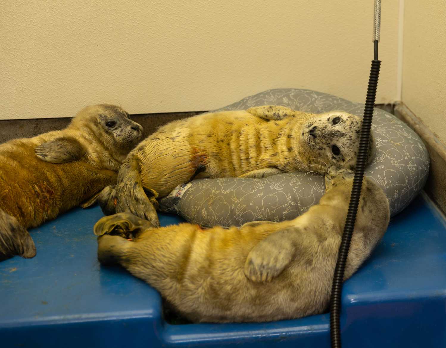 Pupping Season Spotlight: Caring for an Orphaned Harbor Seal Pup | The ...