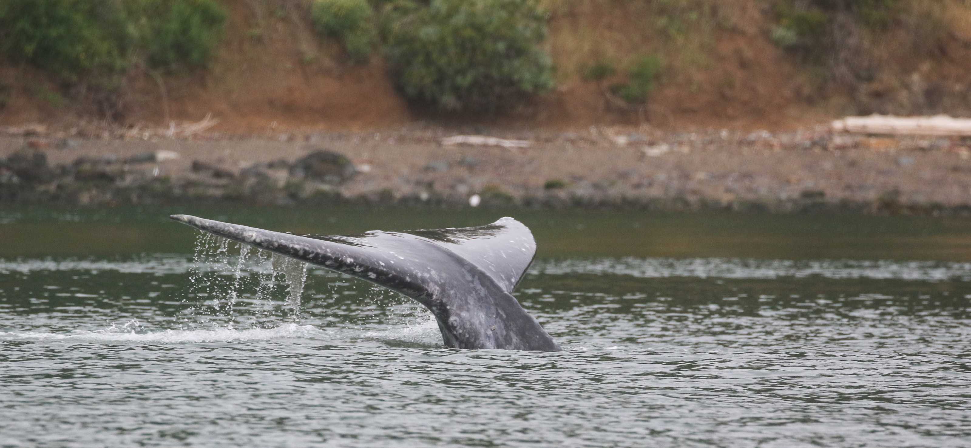 Meet the Whales | The Marine Mammal Center