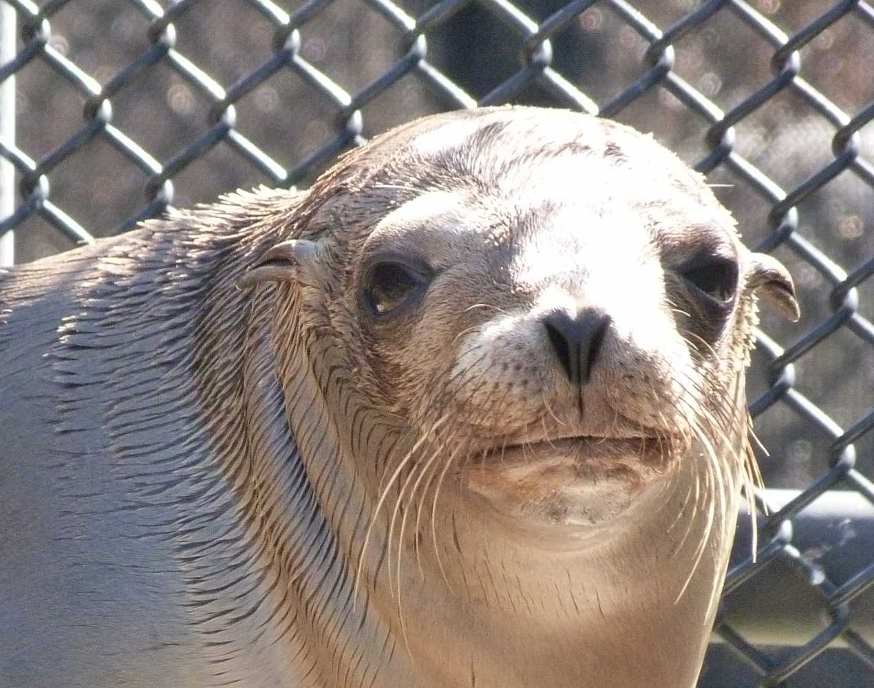 Clamder | The Marine Mammal Center