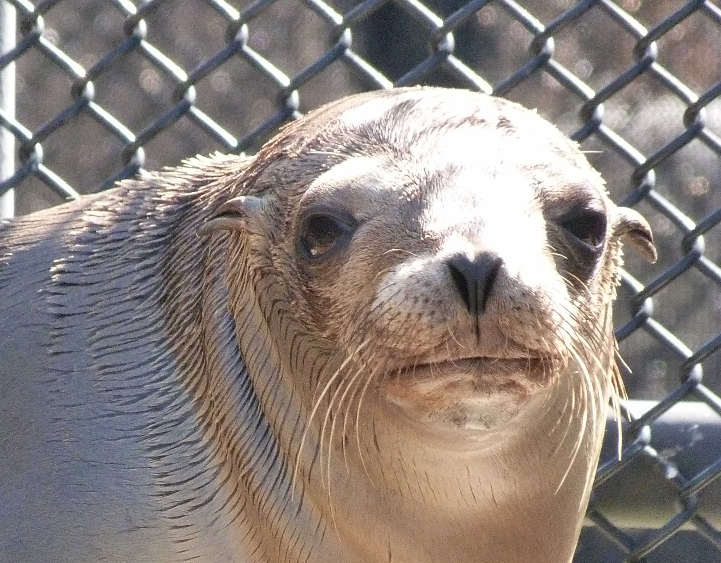 Clamder | The Marine Mammal Center