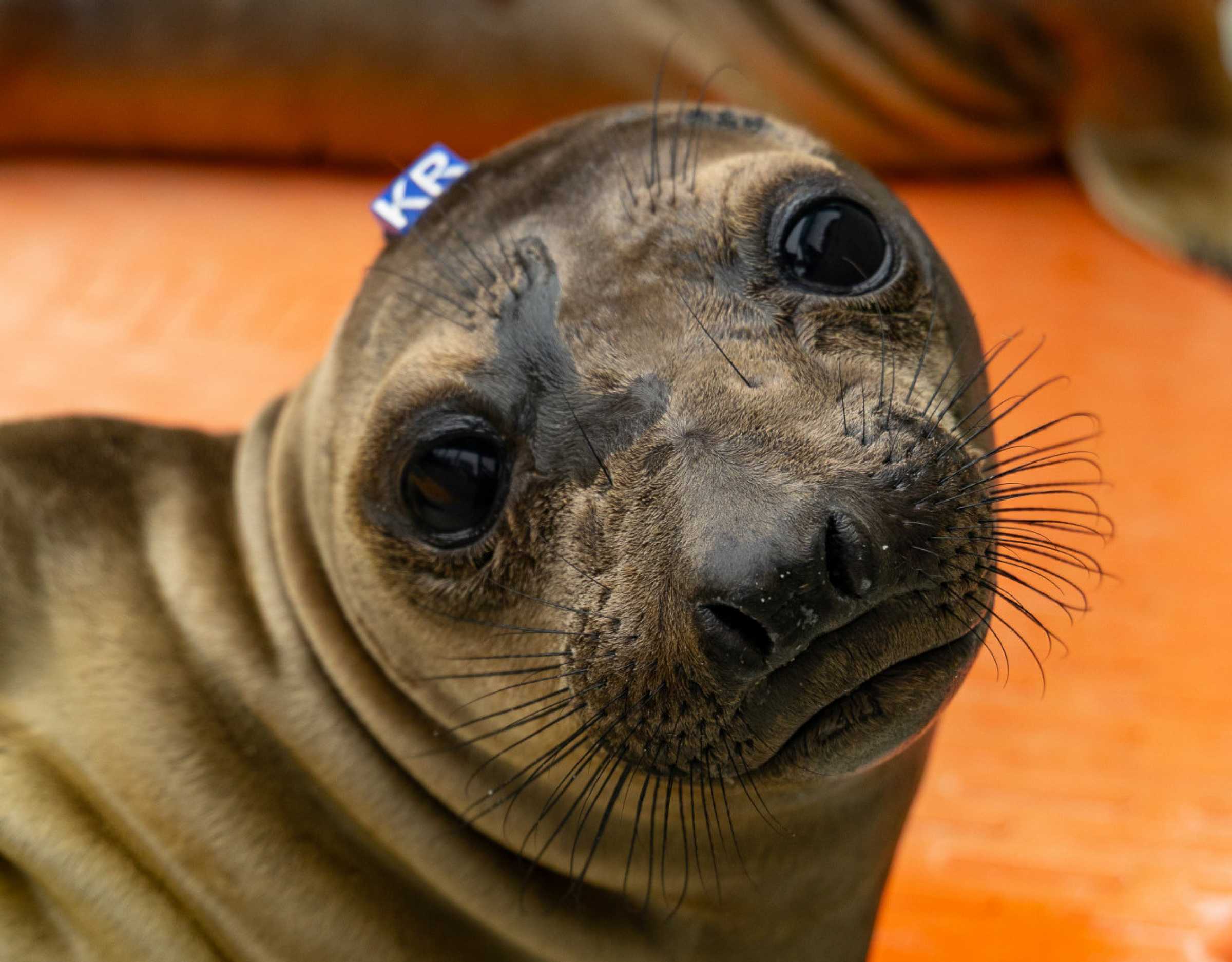 Acadia | The Marine Mammal Center