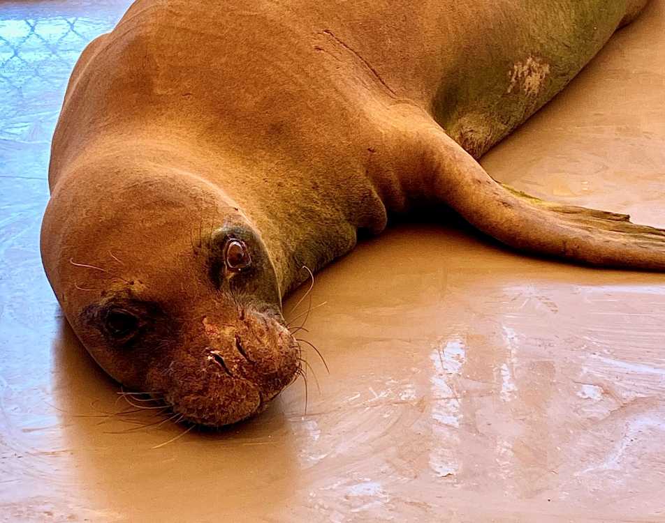Endangered Hawaiian Monk Seal Dies After Fighting Deadly Disease in ...
