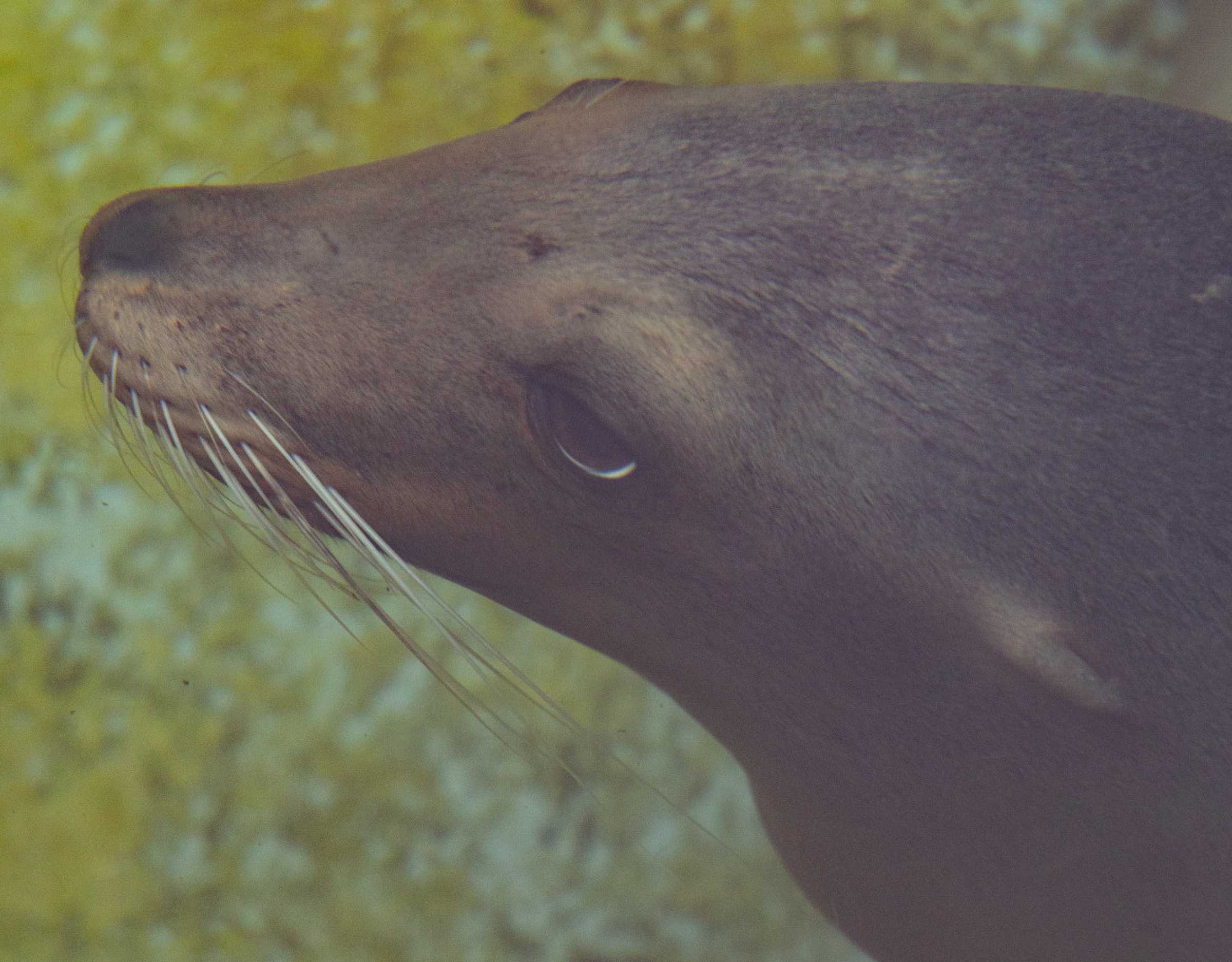 Gemelli | The Marine Mammal Center