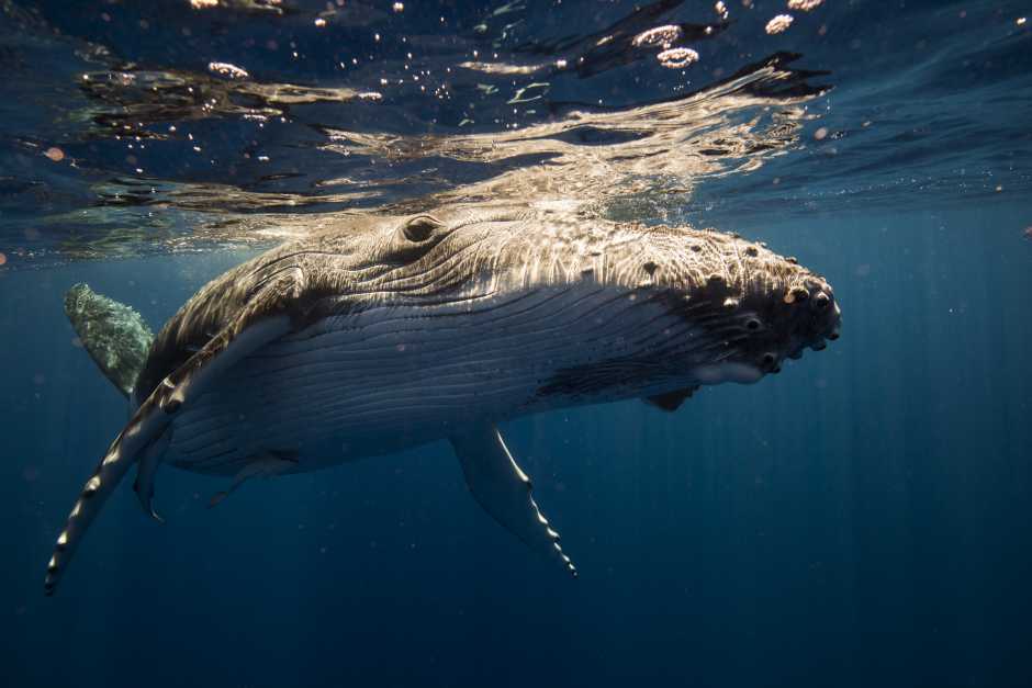 Marine Mammals of the World: A Comprehensive Guide to Their ...