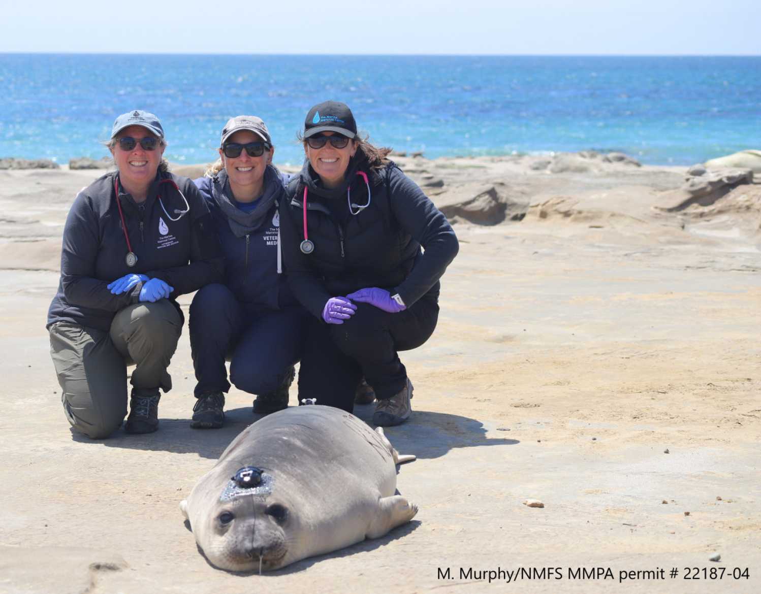 Life-Saving Disentanglement Frees Northern Elephant Seal Liddie from ...