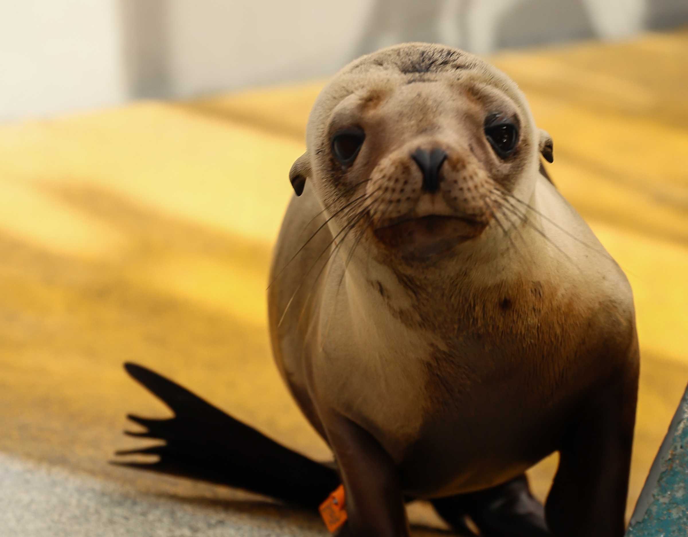 Mousse | The Marine Mammal Center