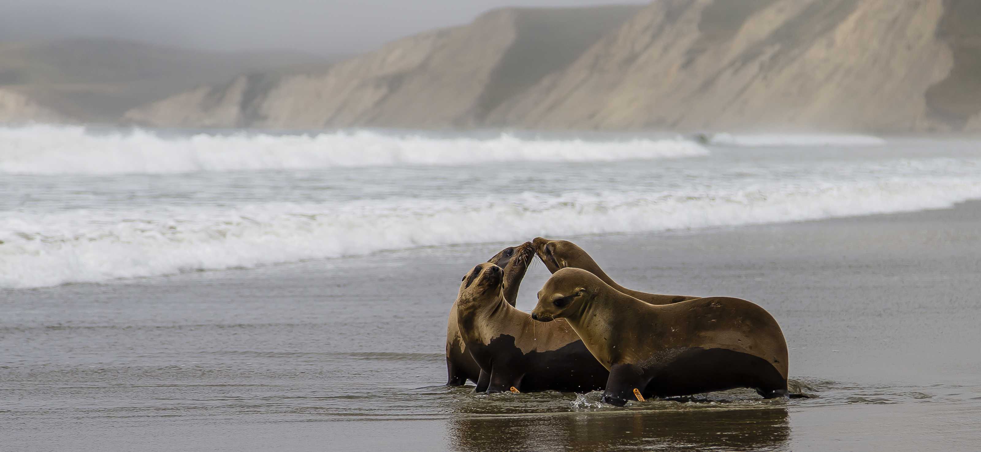 Courtyard Exhibit | The Marine Mammal Center
