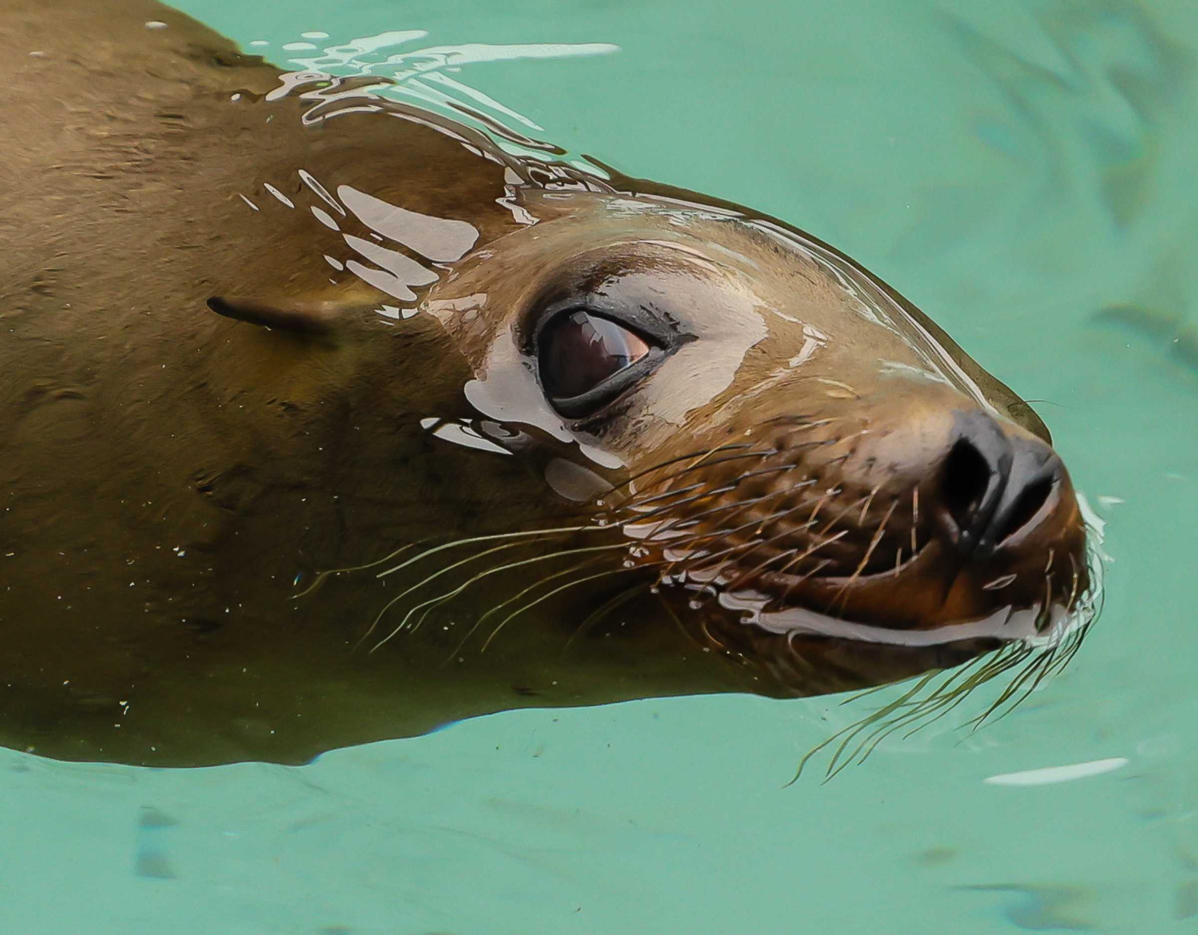 Twizzle | The Marine Mammal Center
