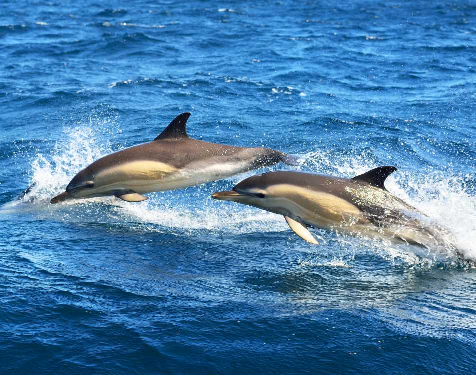 Historical Isolates of Dolphin Morbillivirus: Origin and New Data | The ...