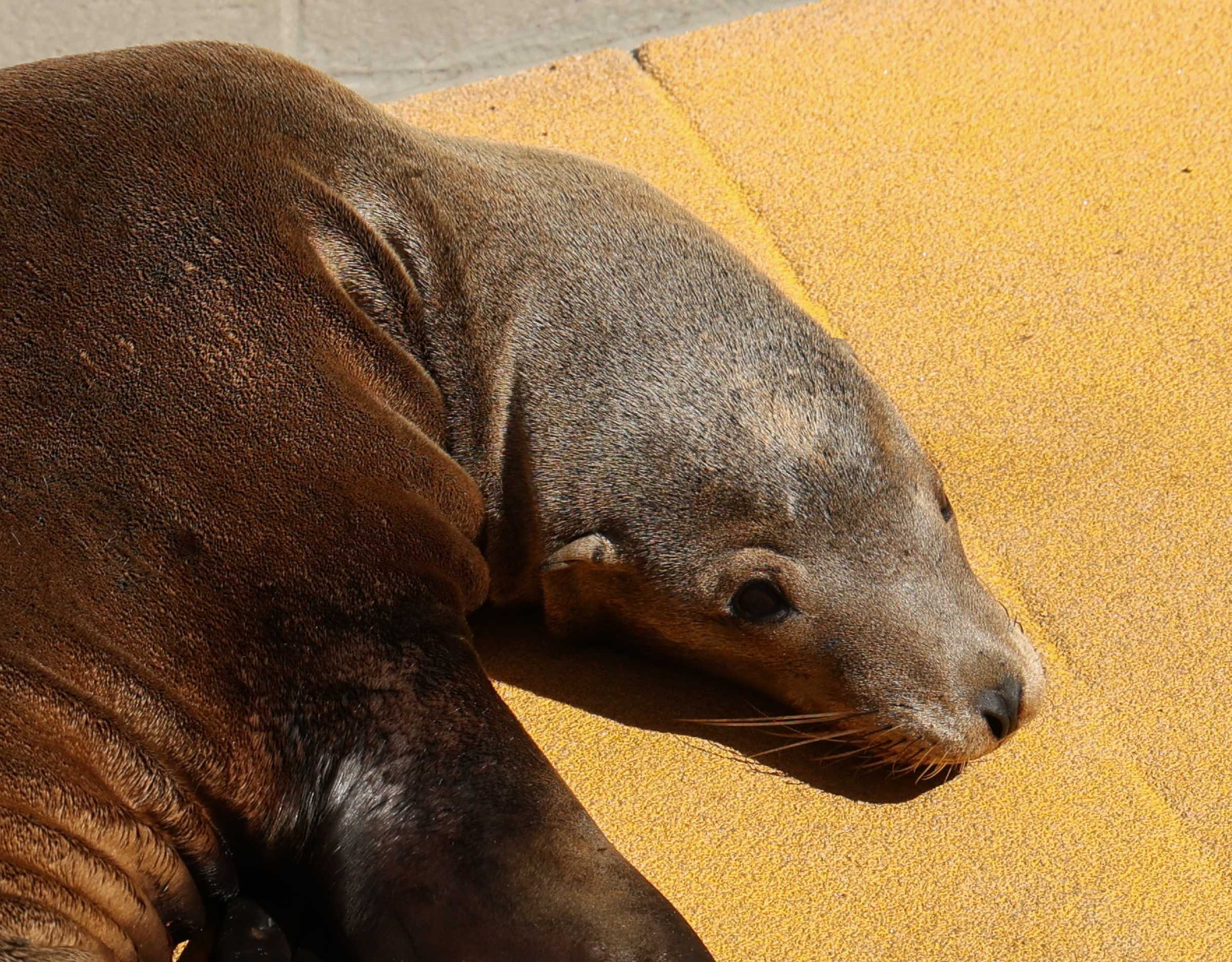 Glossy | The Marine Mammal Center